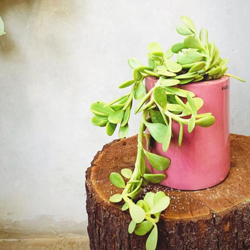 Tiny Treasures: Adorable Extra Small Pots for Mini Plants | Harla Arts