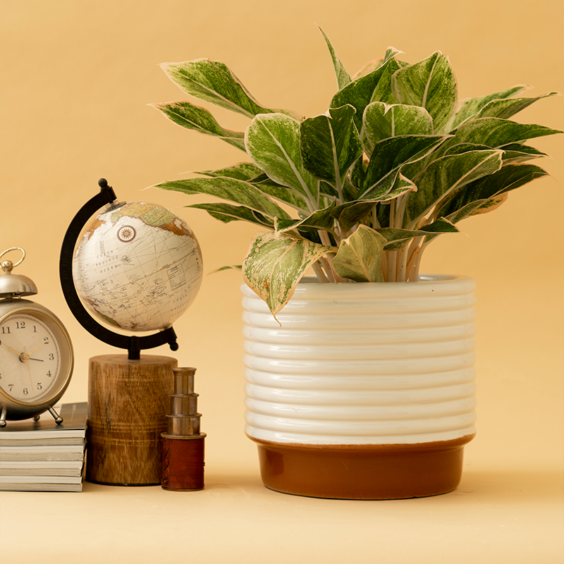 Rustic Charm: Two-Tone Planter with Round Flutted Design | Harla Arts