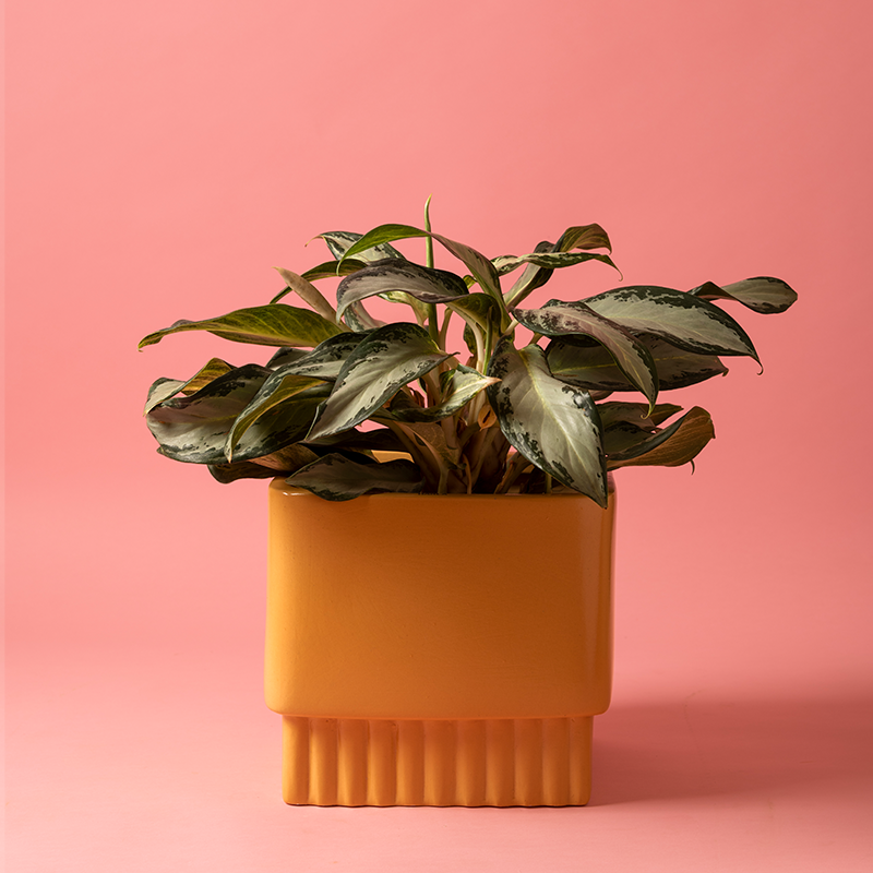 Square Ceramic Planters