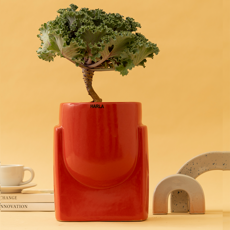 Desktop Planter | Best Tabletop Pot for your Work Desk and Cubicle